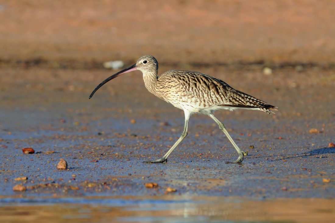 Discover Morecambe – The Clarendon Hotel Morecambe
